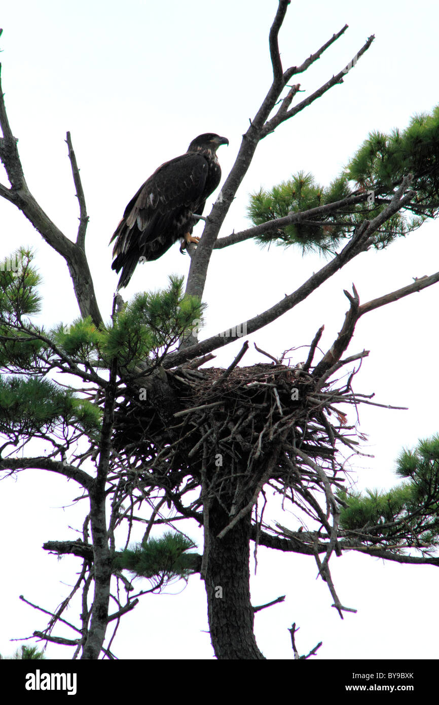 an eaglet Bald Eagle perched beside it's nest in a tree Stock Photo - Alamy