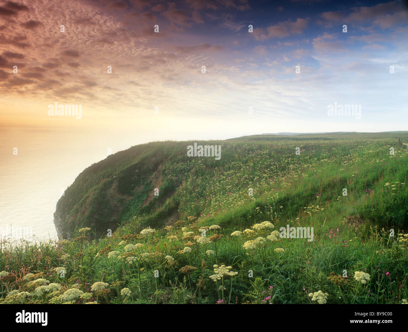 View from top of Bempton Cliffs (RSPB Nature reserve) - looking out to ...