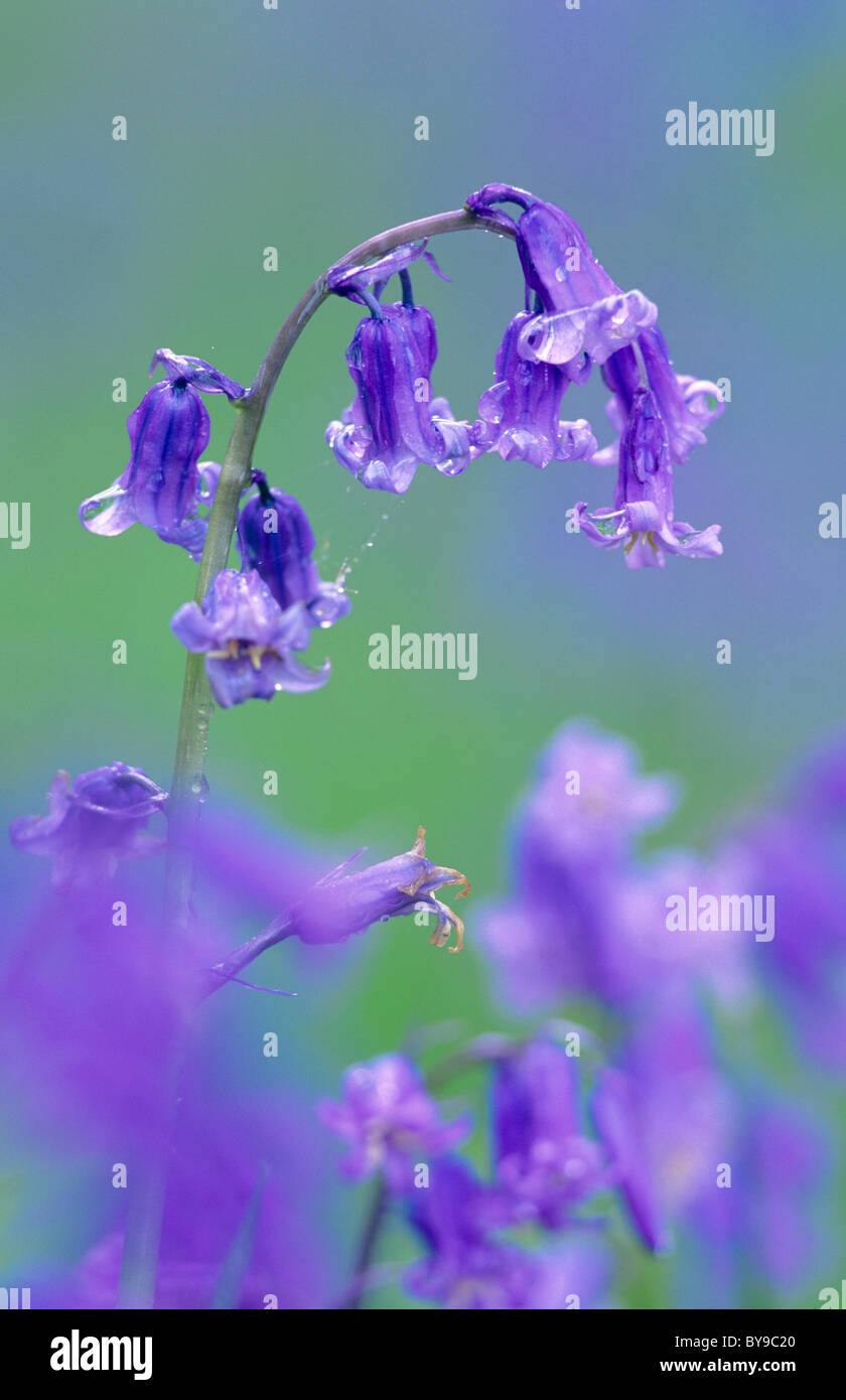 Bluebell (Hyacinthoides non-scripta: native to UK), Yorkshire, UK Stock ...