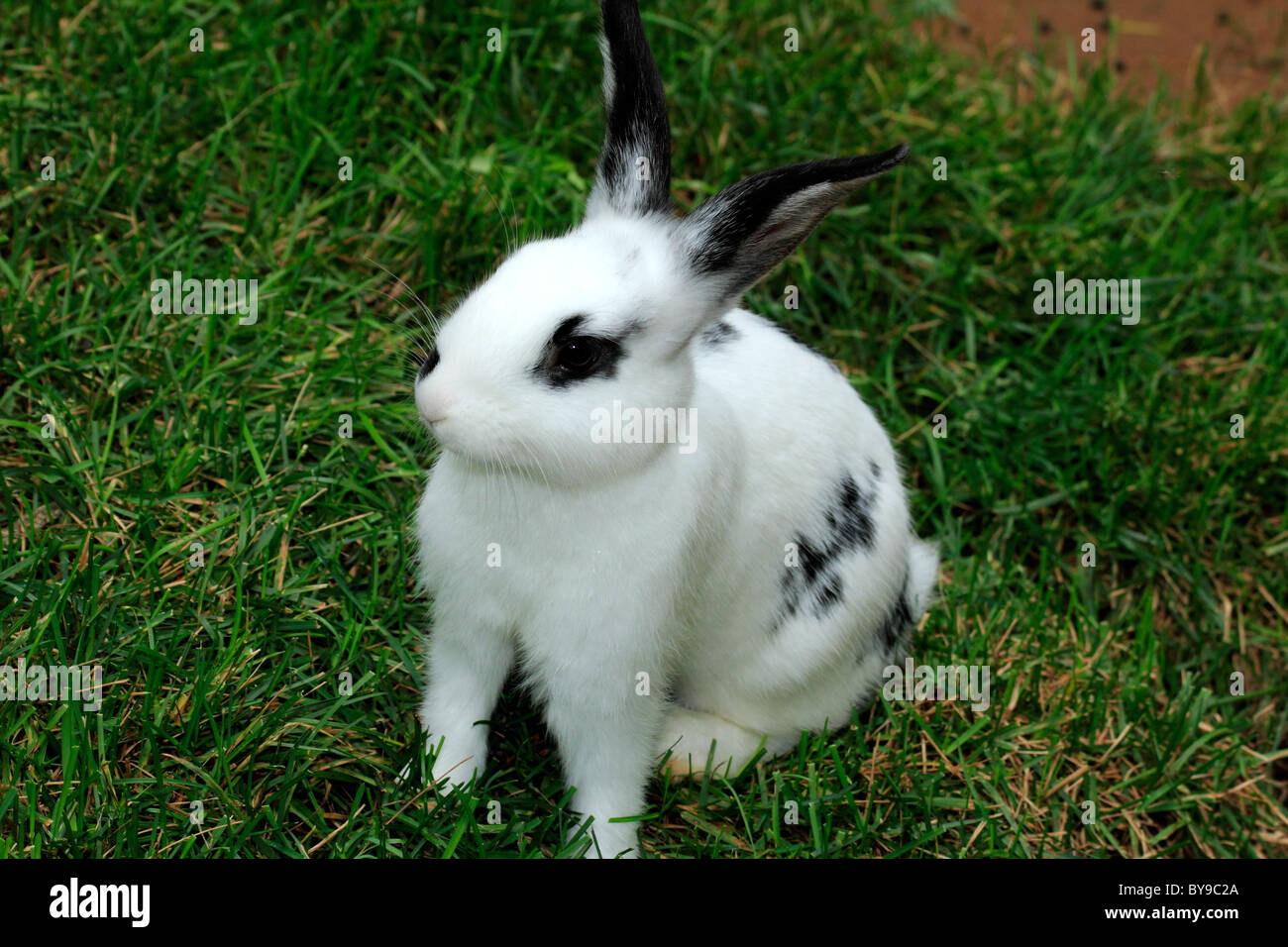 a cute bunny rabbit hare Stock Photo - Alamy