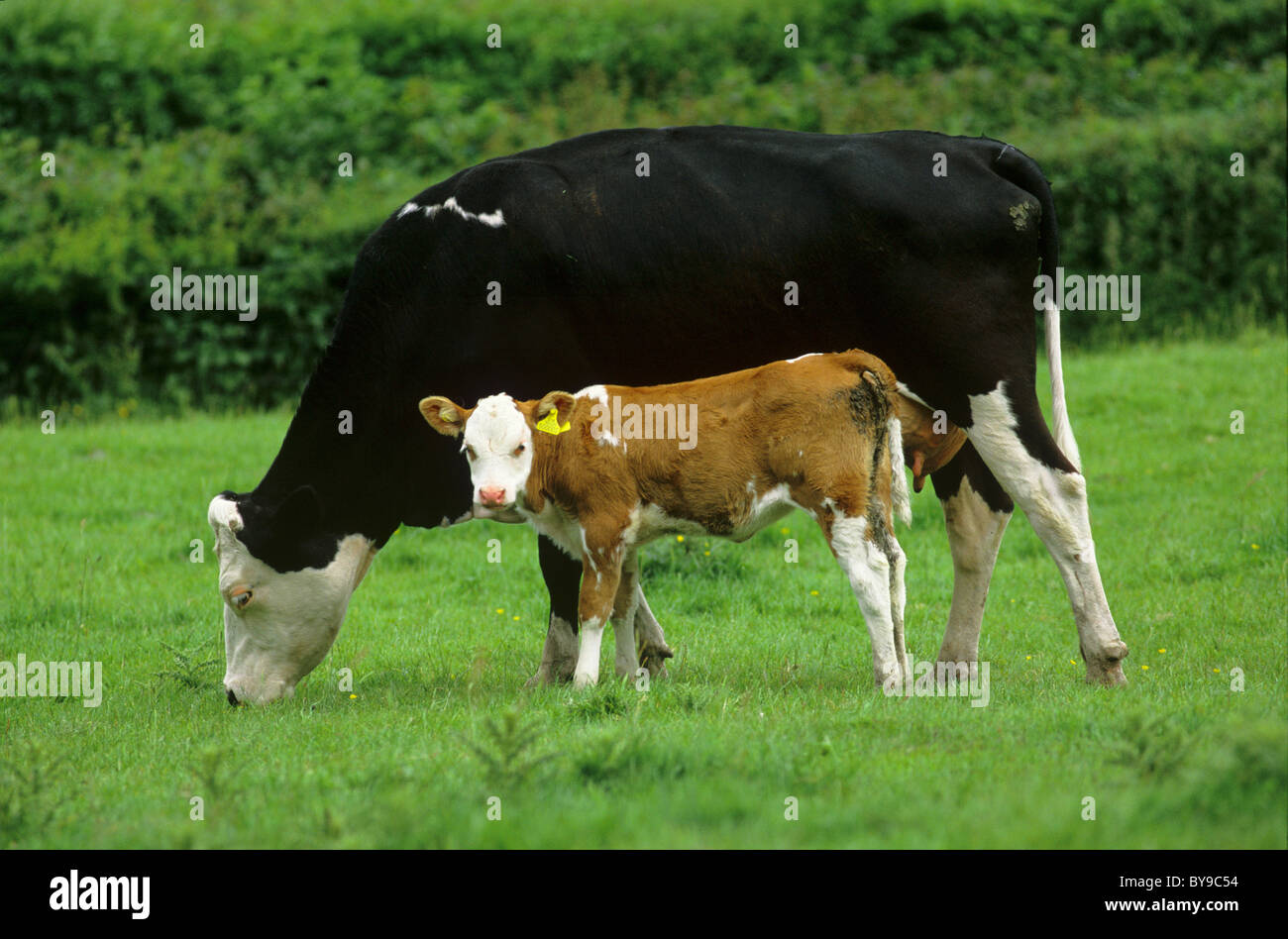 Herefordshire Bull Calf with mother, South Shropshire, UK Stock Photo ...
