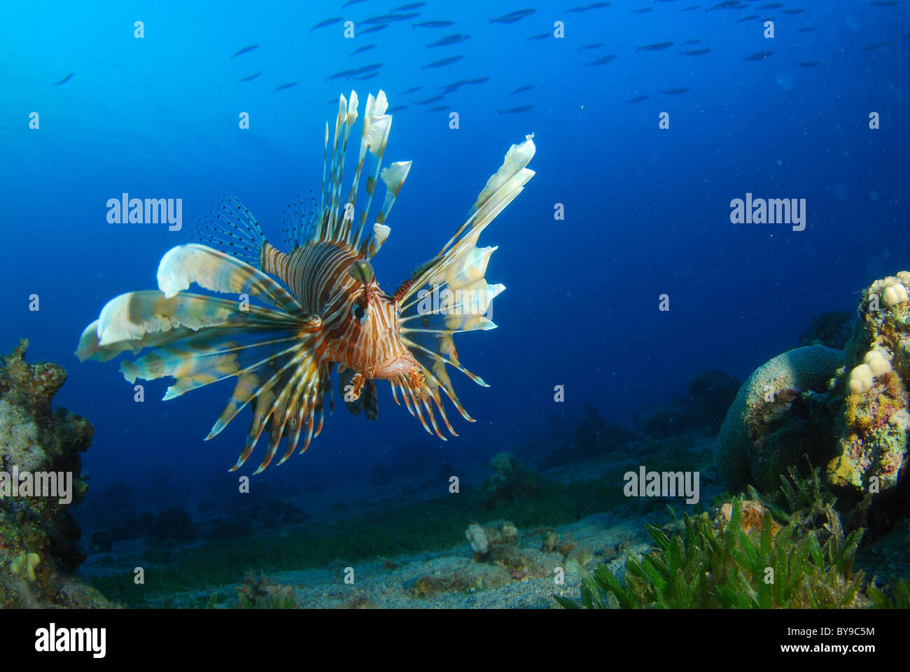 Lionfish Swimming in Red Sea Stock Photo - Alamy