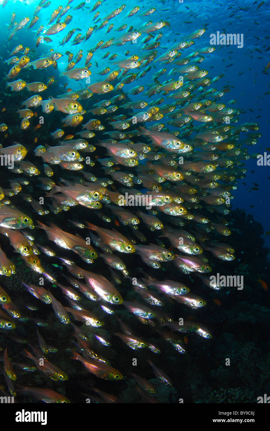 Shoal of glassfish hi-res stock photography and images - Alamy