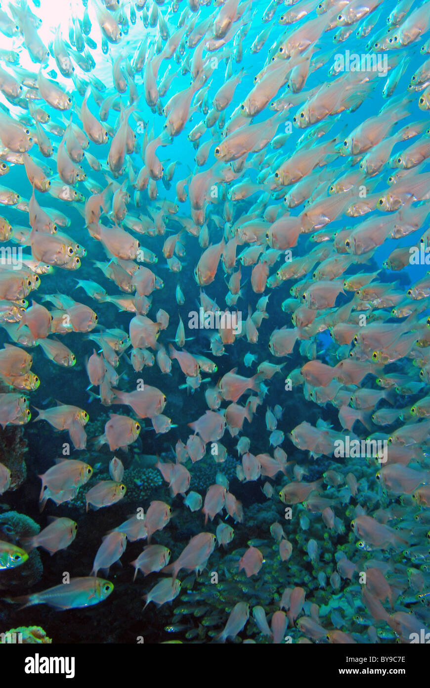Shoal of Glassfish around Moses Rock, Red Sea, Eilat Stock Photo - Alamy