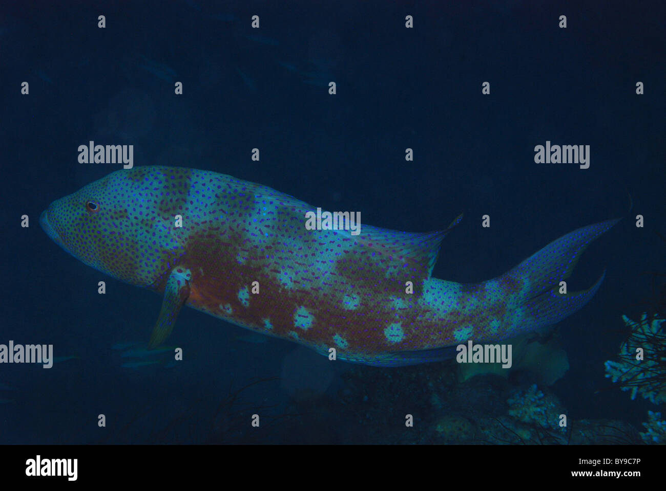Moon grouper hi-res stock photography and images - Alamy