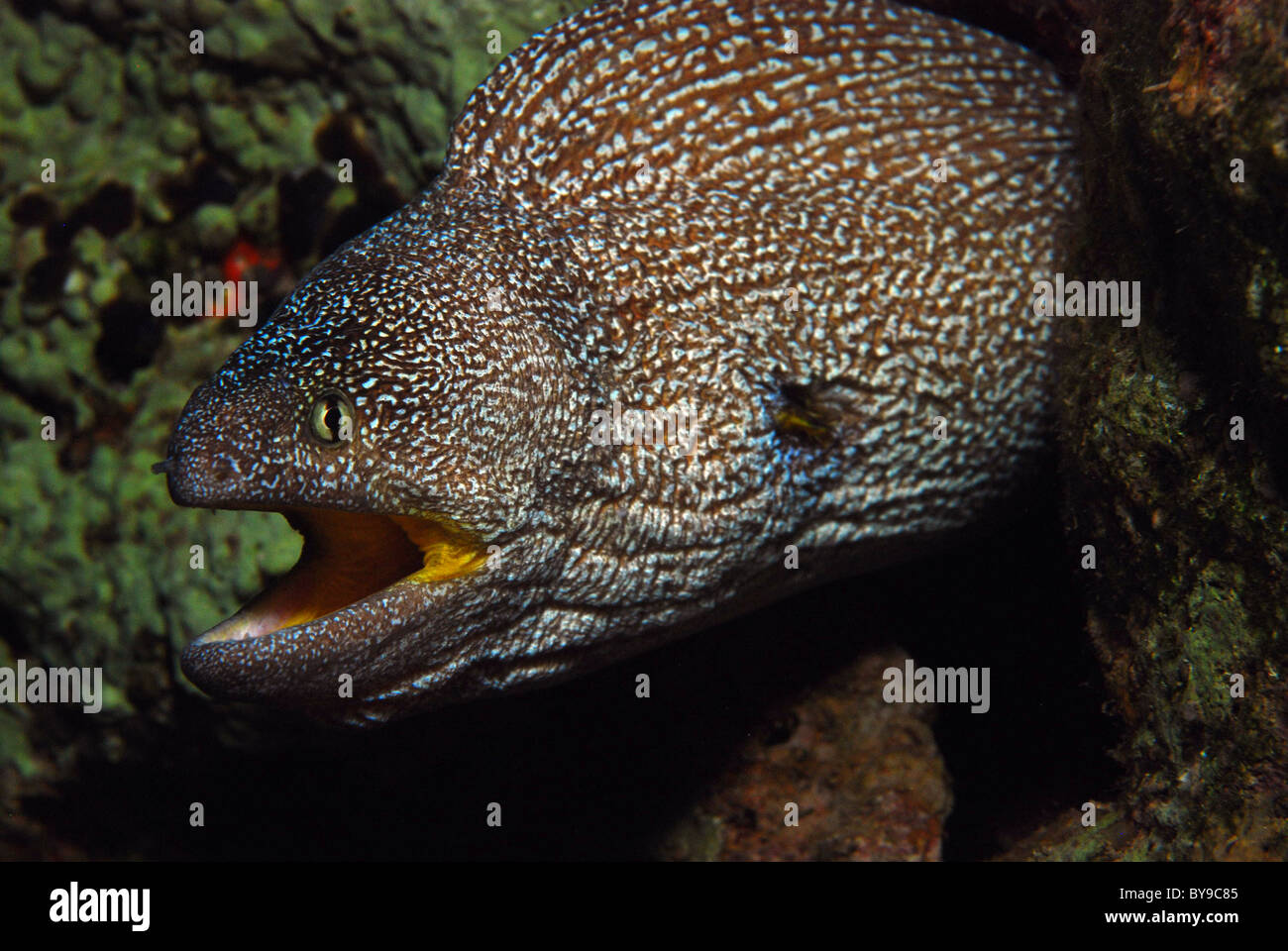 Morey Eel in Red Sea Stock Photo - Alamy