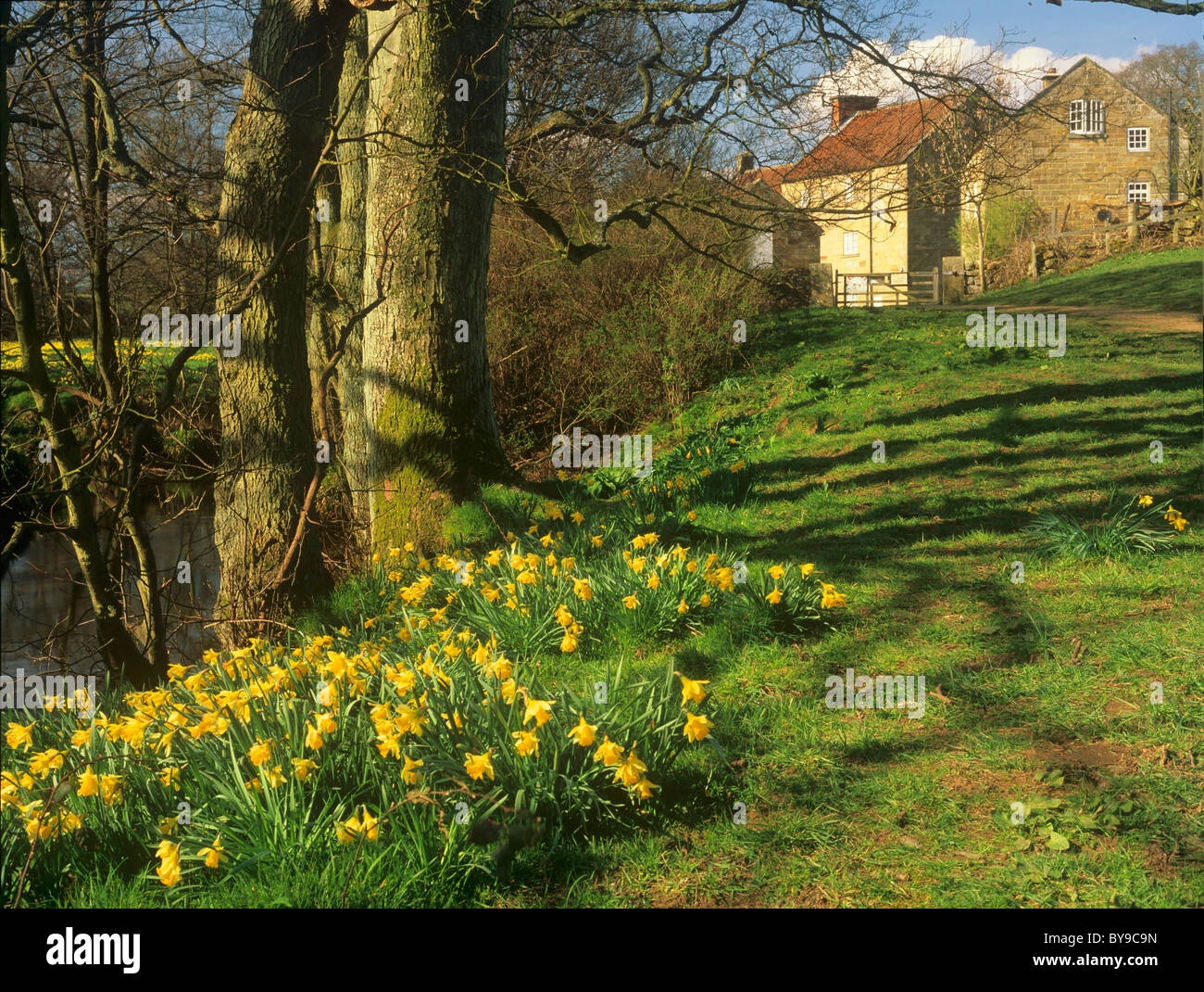 Wild daffodils or 'Lent Lilies' (Narcissus pseudonarcissus), Farndale ...
