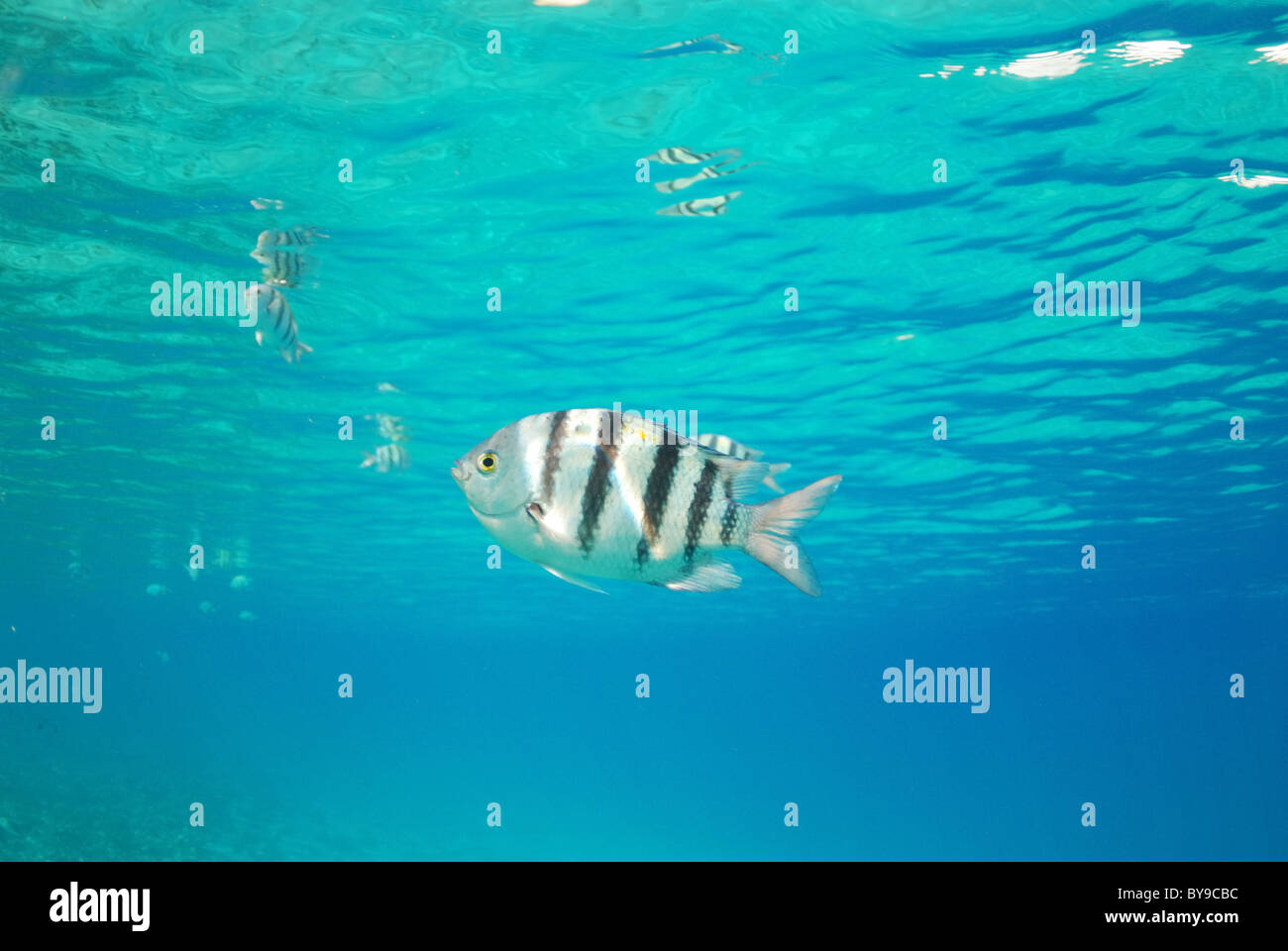 Sergeant Major in Red Sea Stock Photo - Alamy