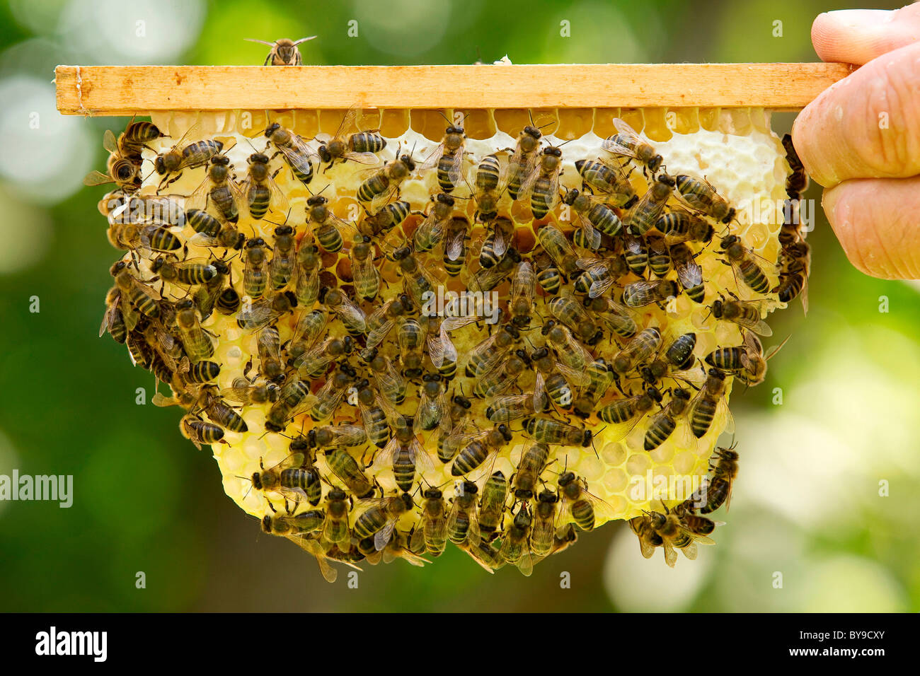 Hand holding a small honeycomb with many honey bees Stock Photo - Alamy