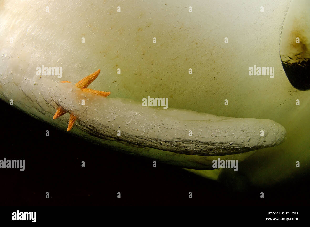 Red starfish (Asterias rubens) on ice in Arctic Stock Photo - Alamy