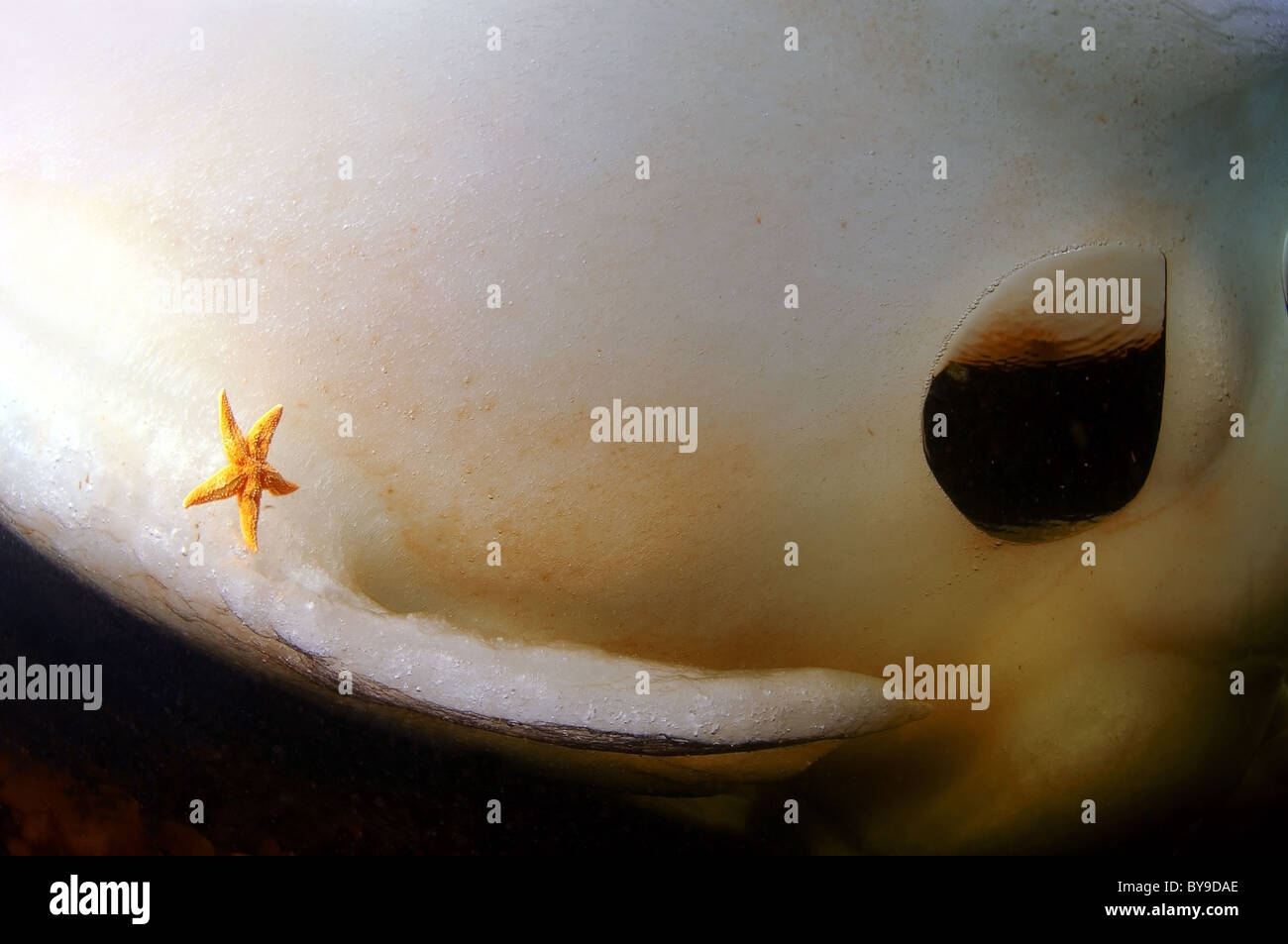Red starfish (Asterias rubens) on ice in Arctic Stock Photo - Alamy