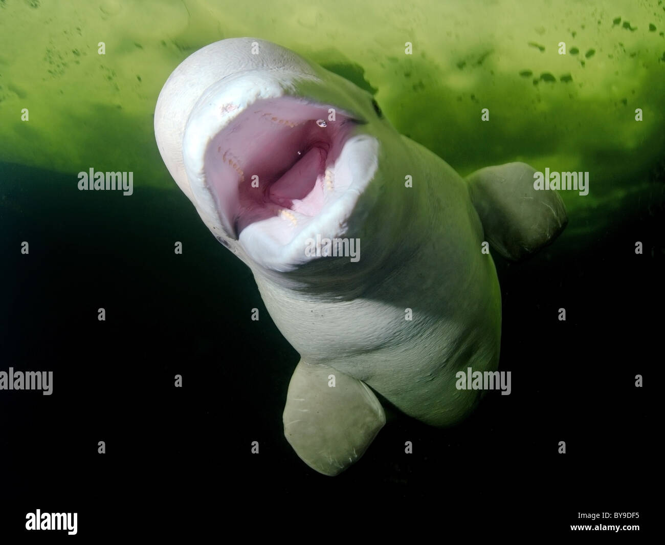 Beluga with open mouth swims under ice. white whale Delphinapterus ...