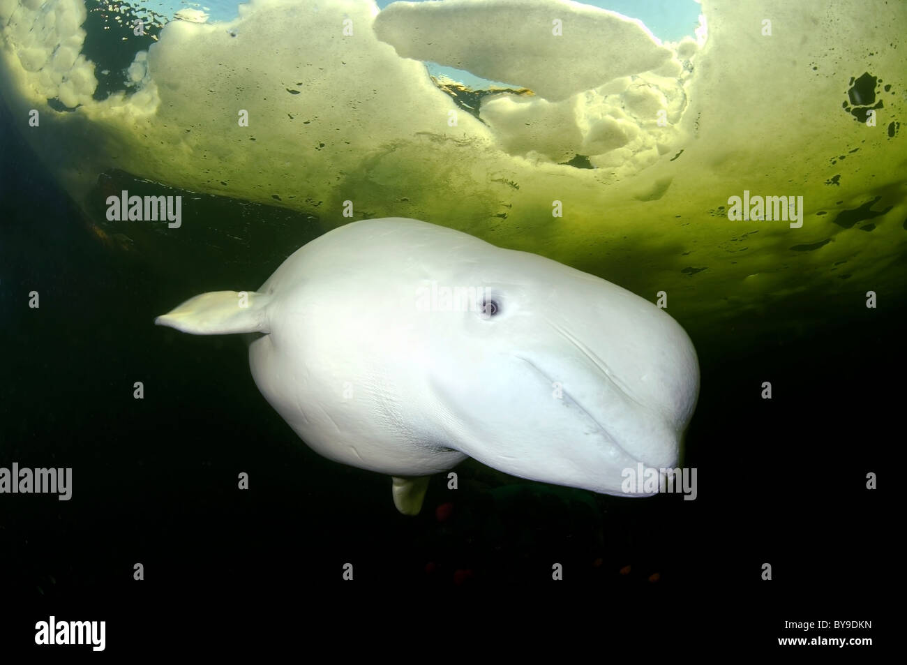 Beluga swim under ice. white whale, Delphinapterus leucas Stock Photo ...