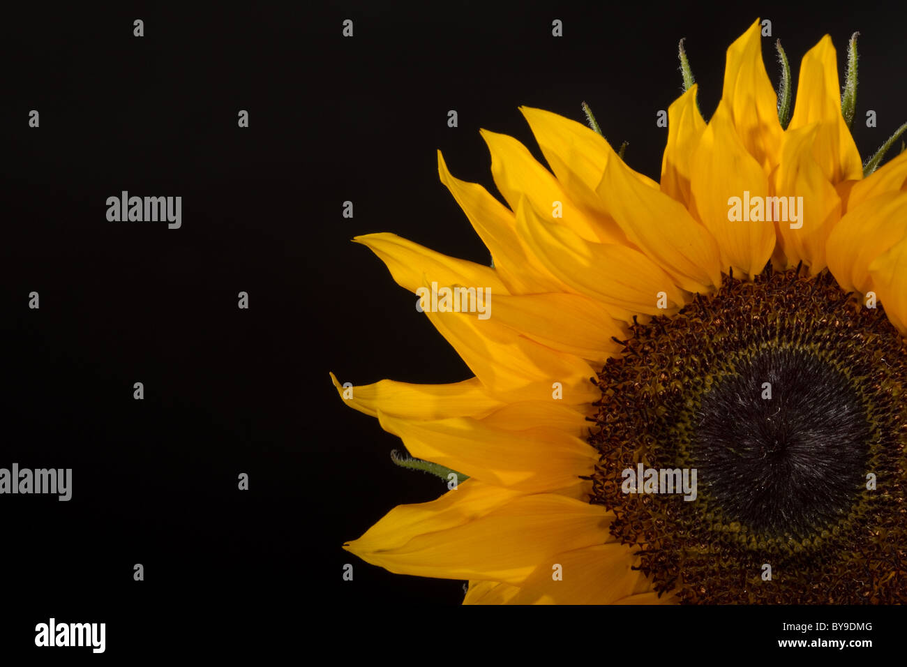 Sunflower flash hi-res stock photography and images - Alamy
