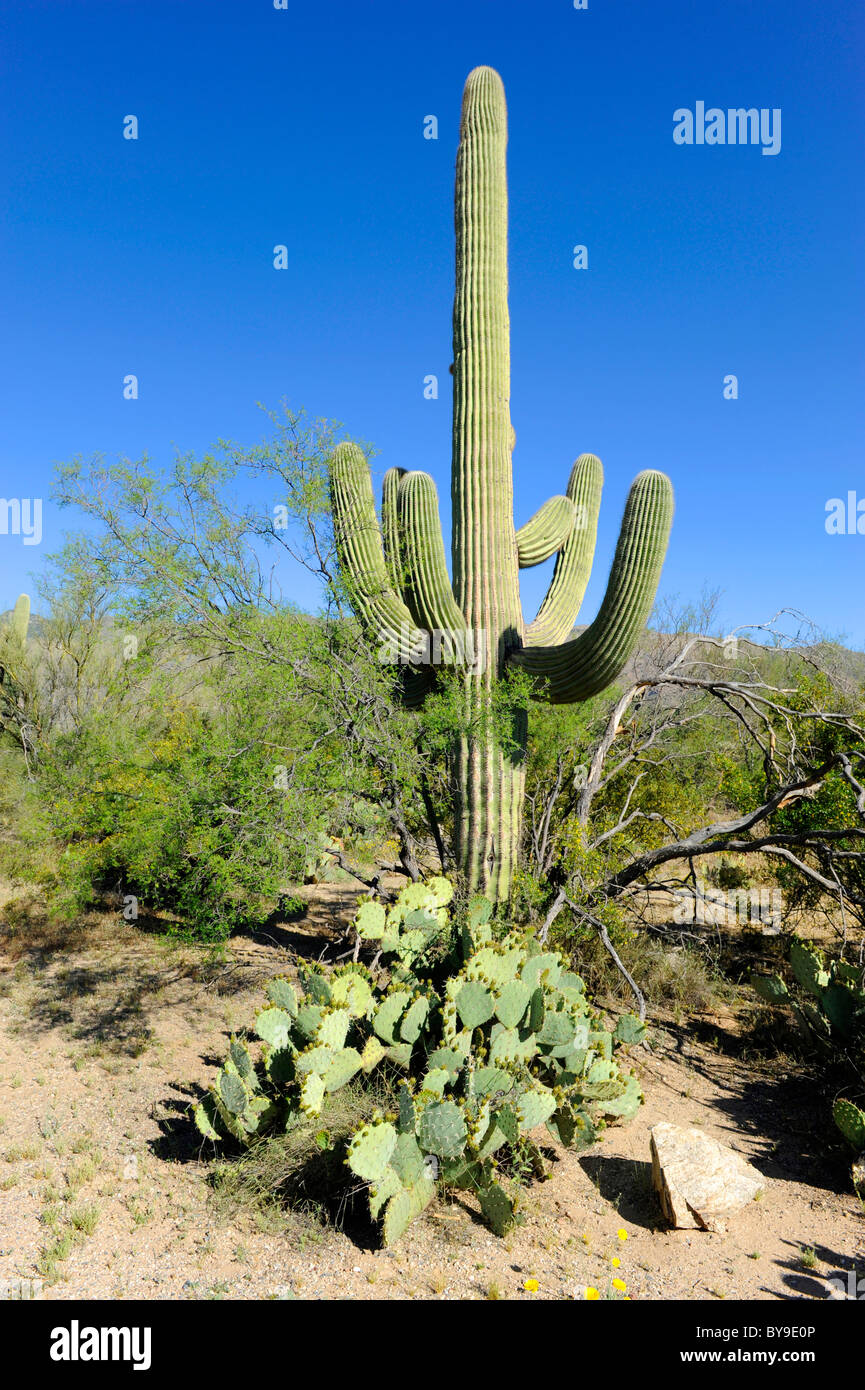 Saguaro Cactus Saguaro National Park Tucson Arizona Stock Photo - Alamy