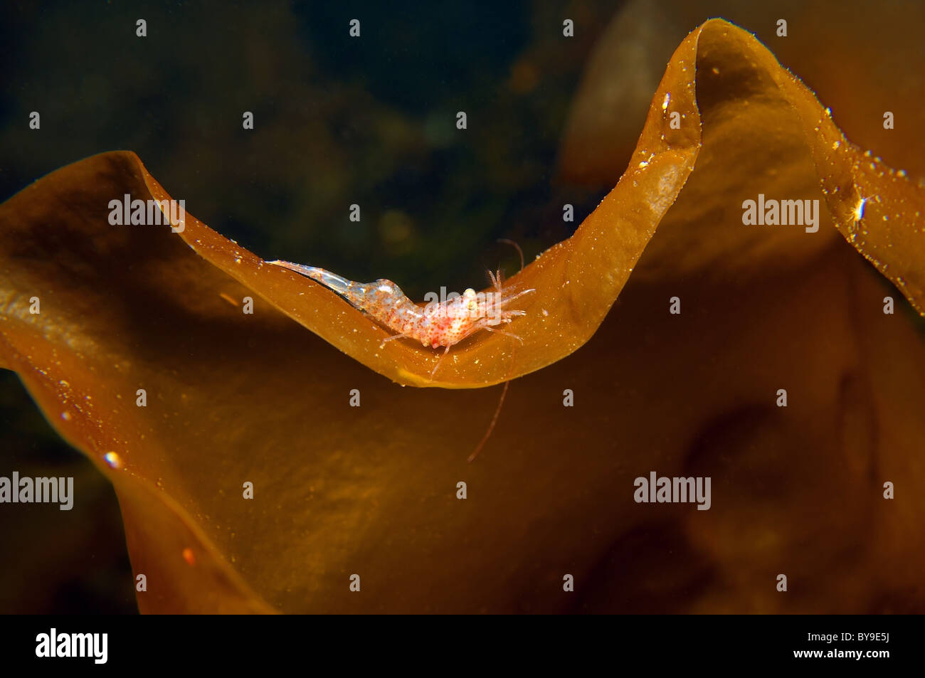 Pusiolus hi-res stock photography and images - Alamy