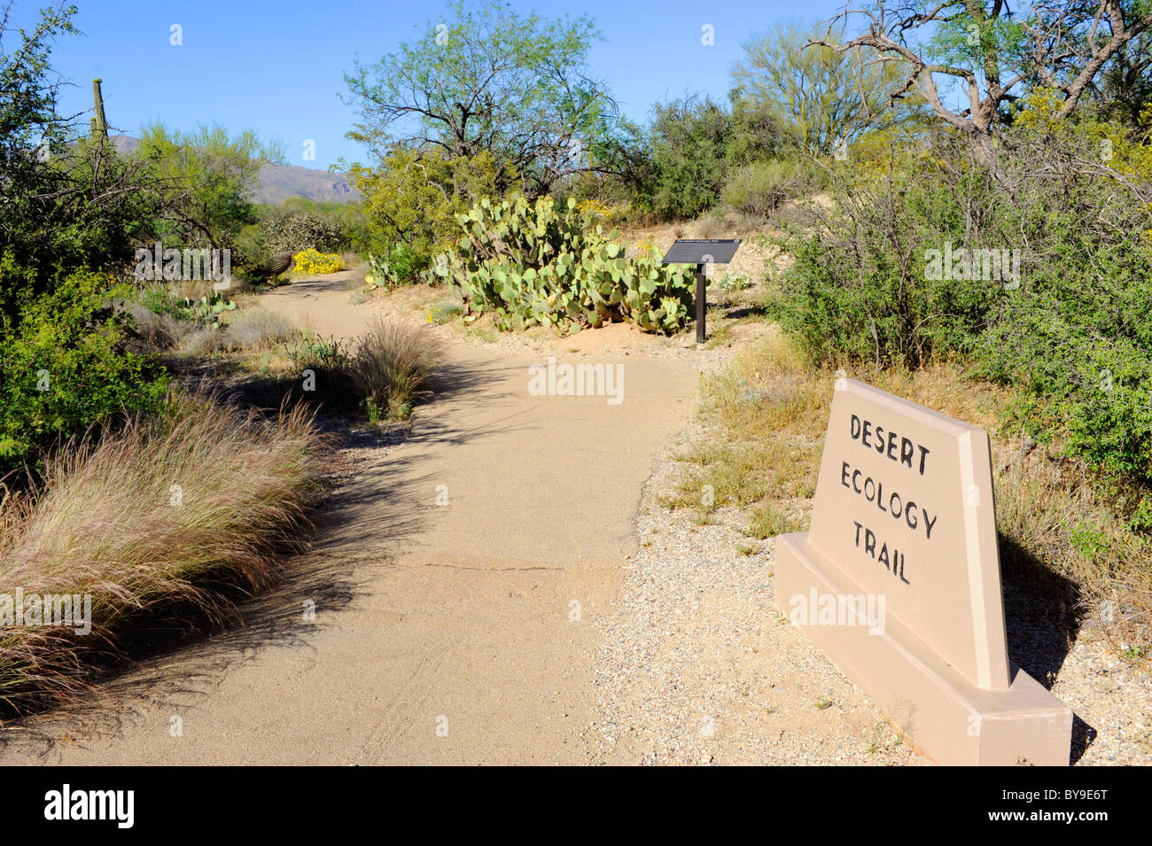 Desert Ecology Trail Saguaro National Park Tucson Arizona Stock Photo ...