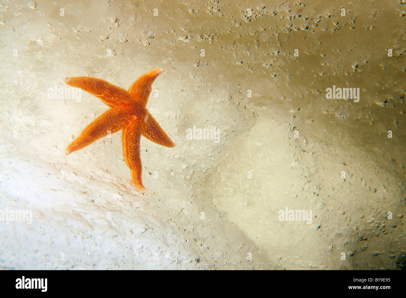 Red starfish (Asterias rubens) on ice in Arctic Stock Photo - Alamy