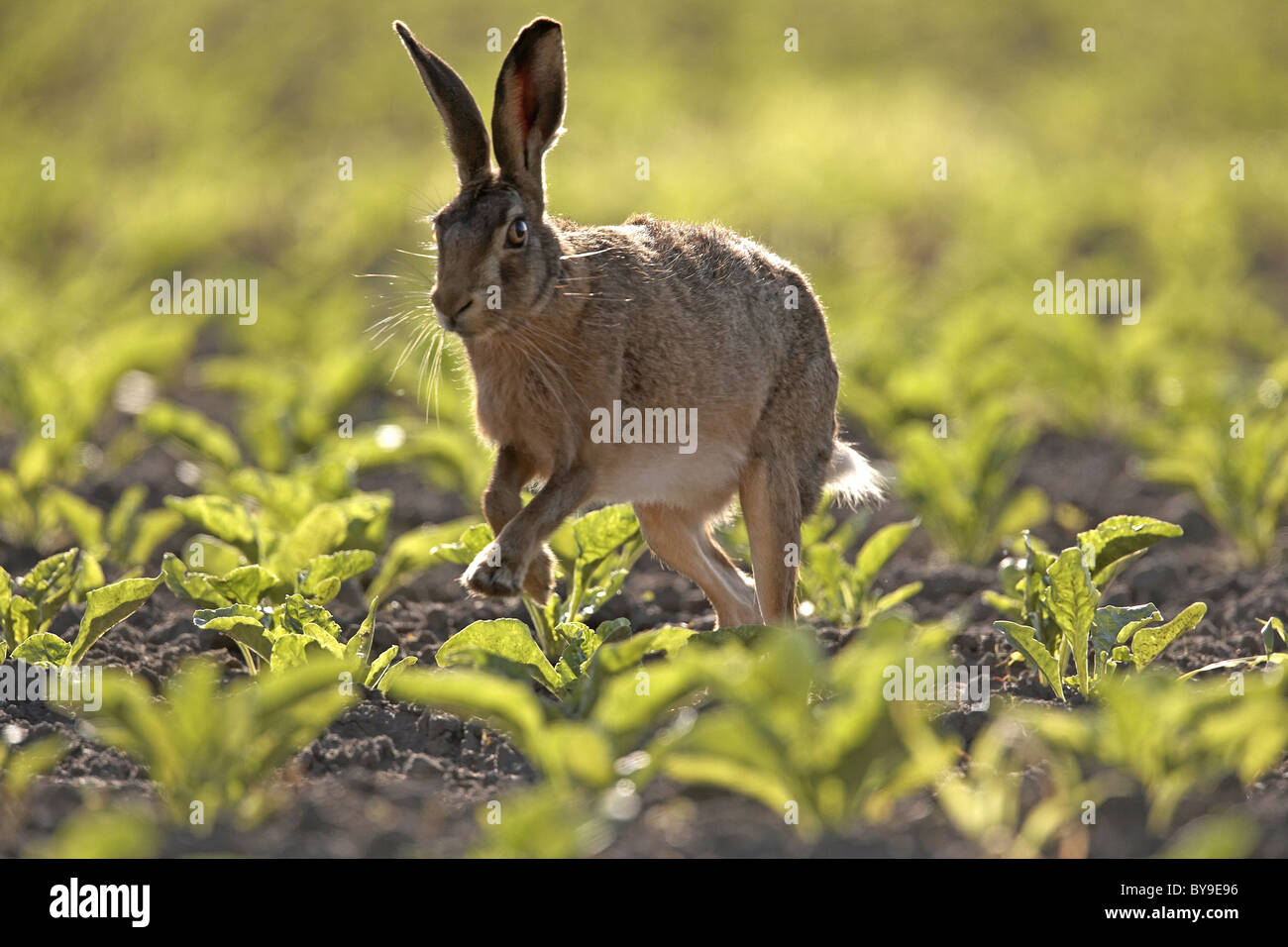 Hares uk hi-res stock photography and images - Alamy