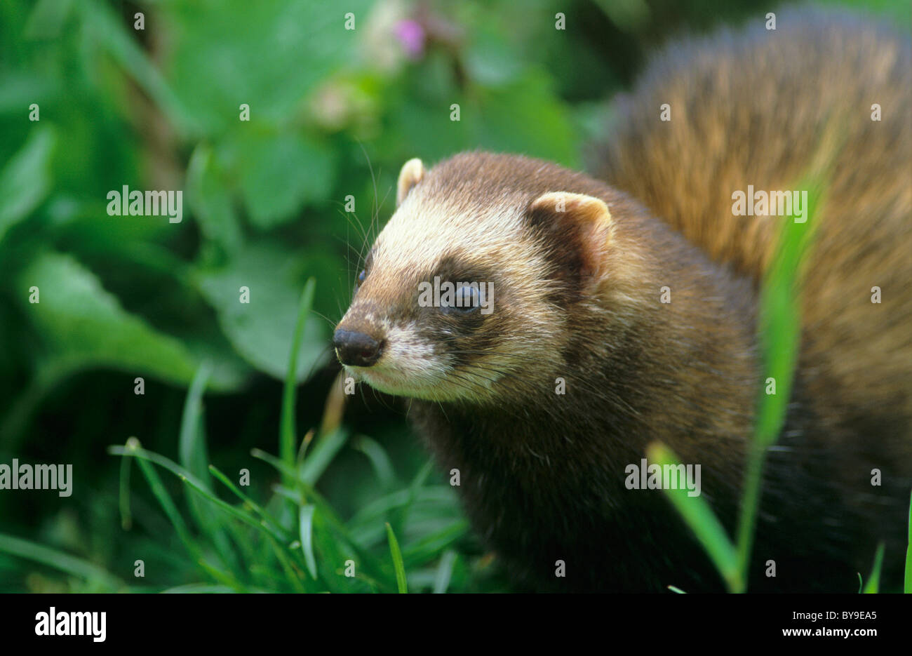 Polecat (Mustela putorius), summer, Surrey, UK Stock Photo - Alamy