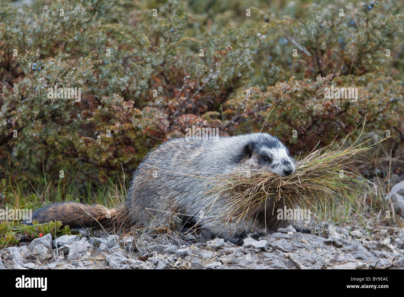 Hoary marmot, marmota caligata, Jasper National Park, Alberta, Canada ...