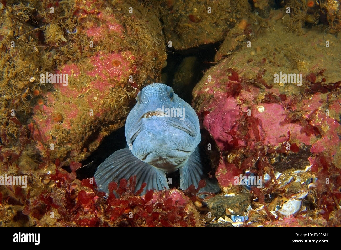 Atlantic wolffish, Atlantic Catfish, seawolf, ocean catfish, devil fish ...