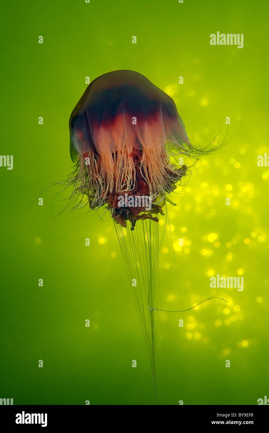 Jellyfish Cyanea capillata Stock Photo - Alamy