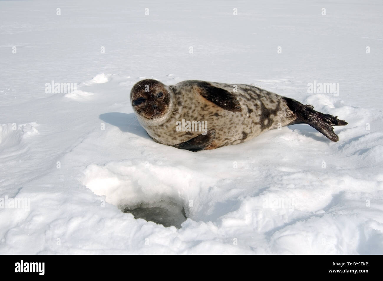 Ringed seal arctic hi-res stock photography and images - Alamy