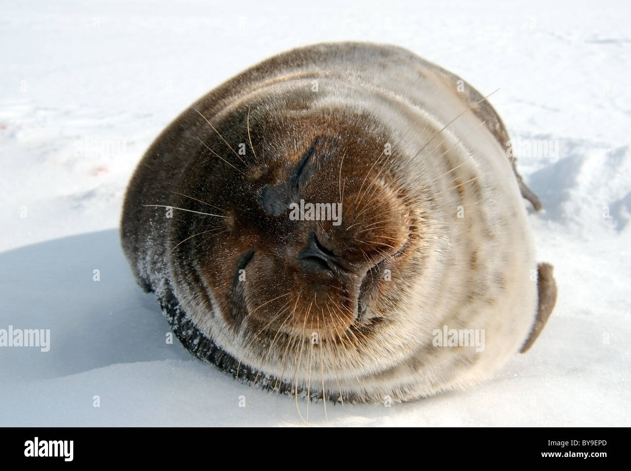 Portrait of Ringed seal lies one the ice. Jar seal, netsik or nattiq ...