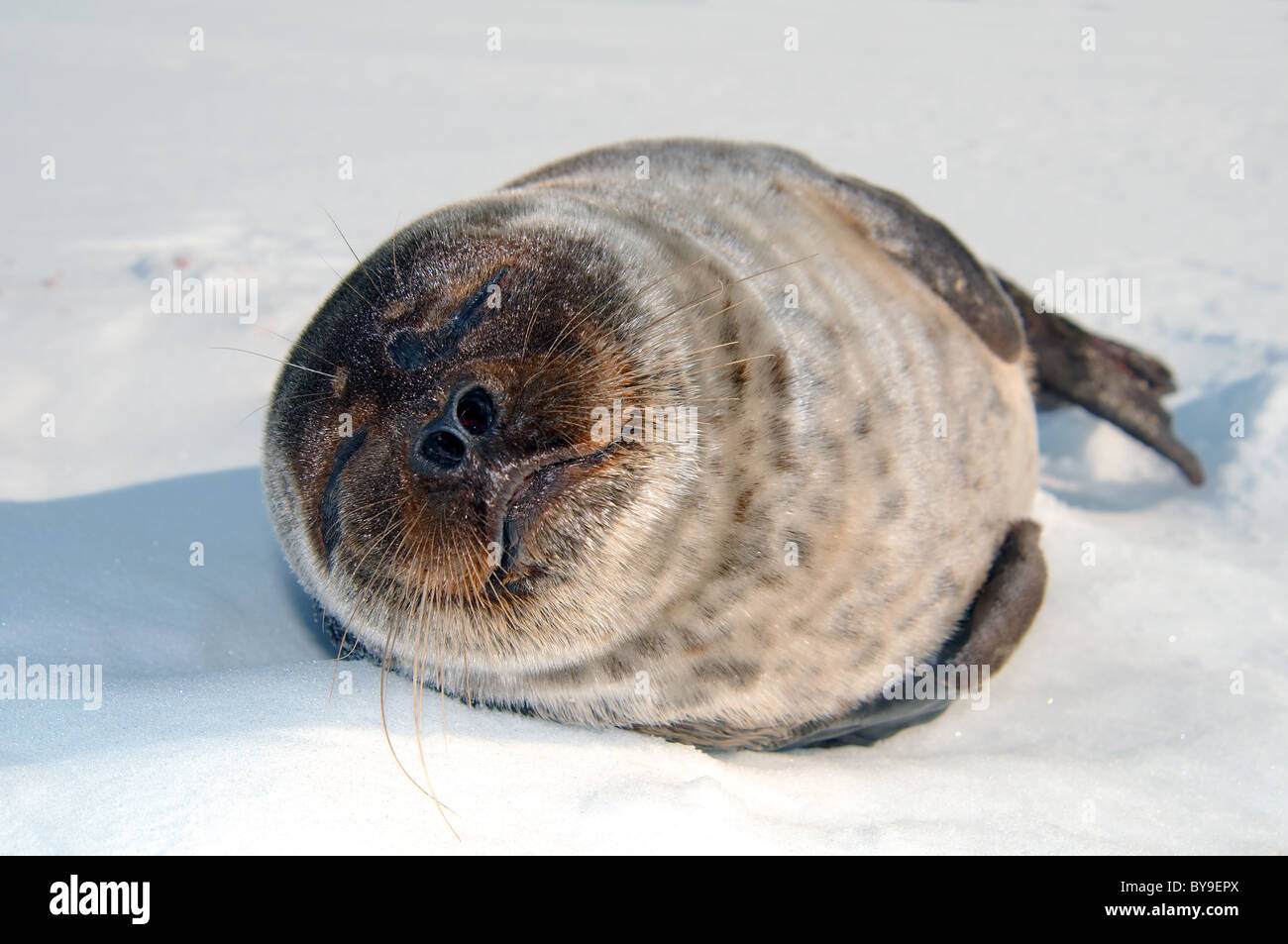 Portrait of Ringed seal lies one the ice. Jar seal, netsik or nattiq ...