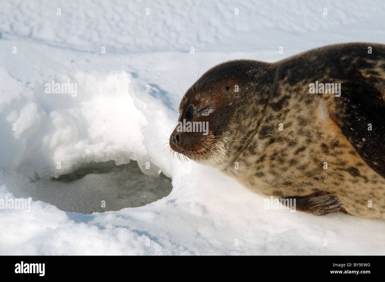 Portrait of Ringed seal lies near ice-hole one the snow. Jar seal ...