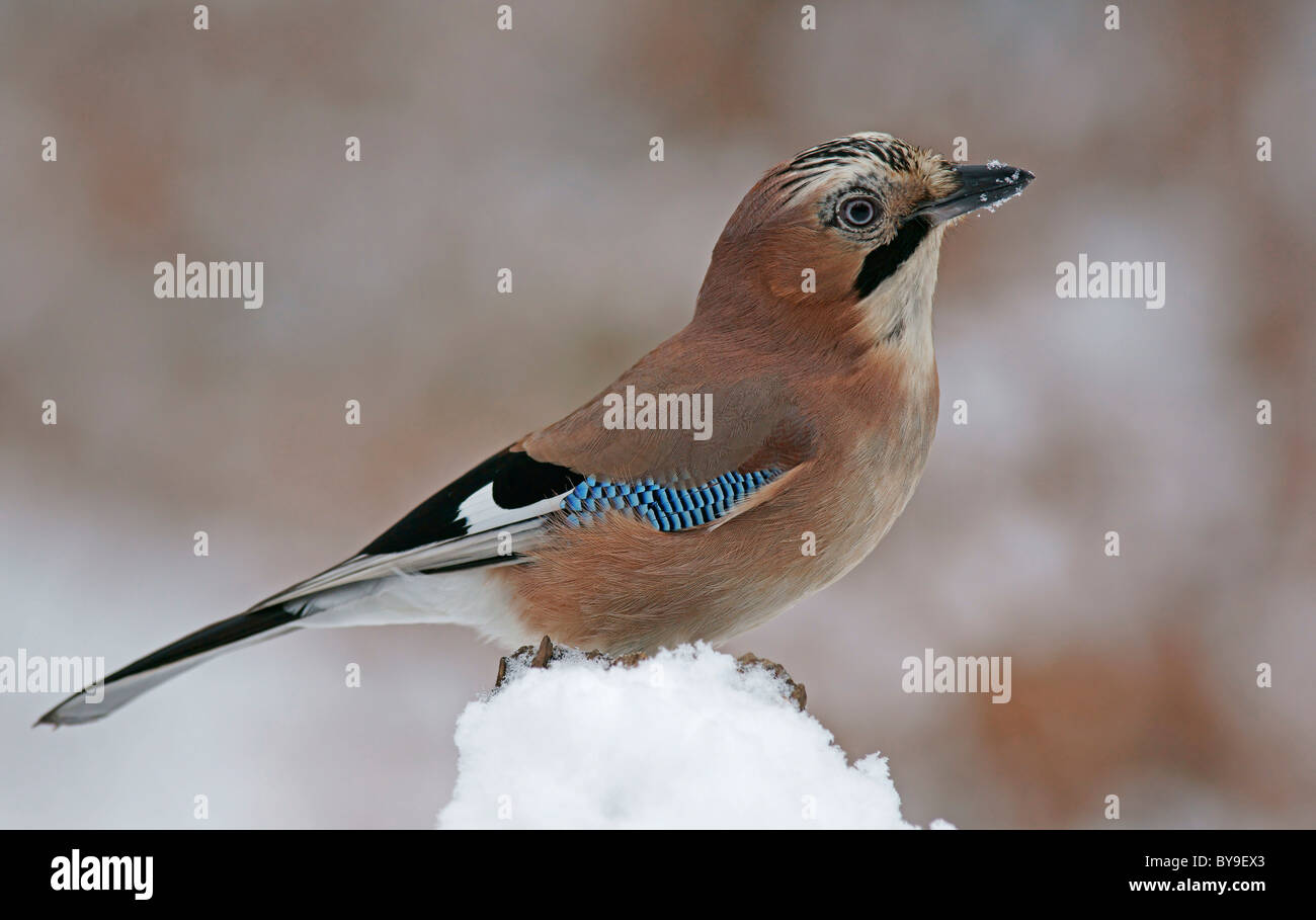 Eurasian Jay (Garrulus glandarius Stock Photo - Alamy