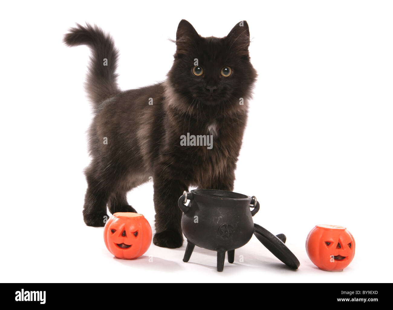 black siberian kitten halloween 15 weeks old studio portrait Stock ...