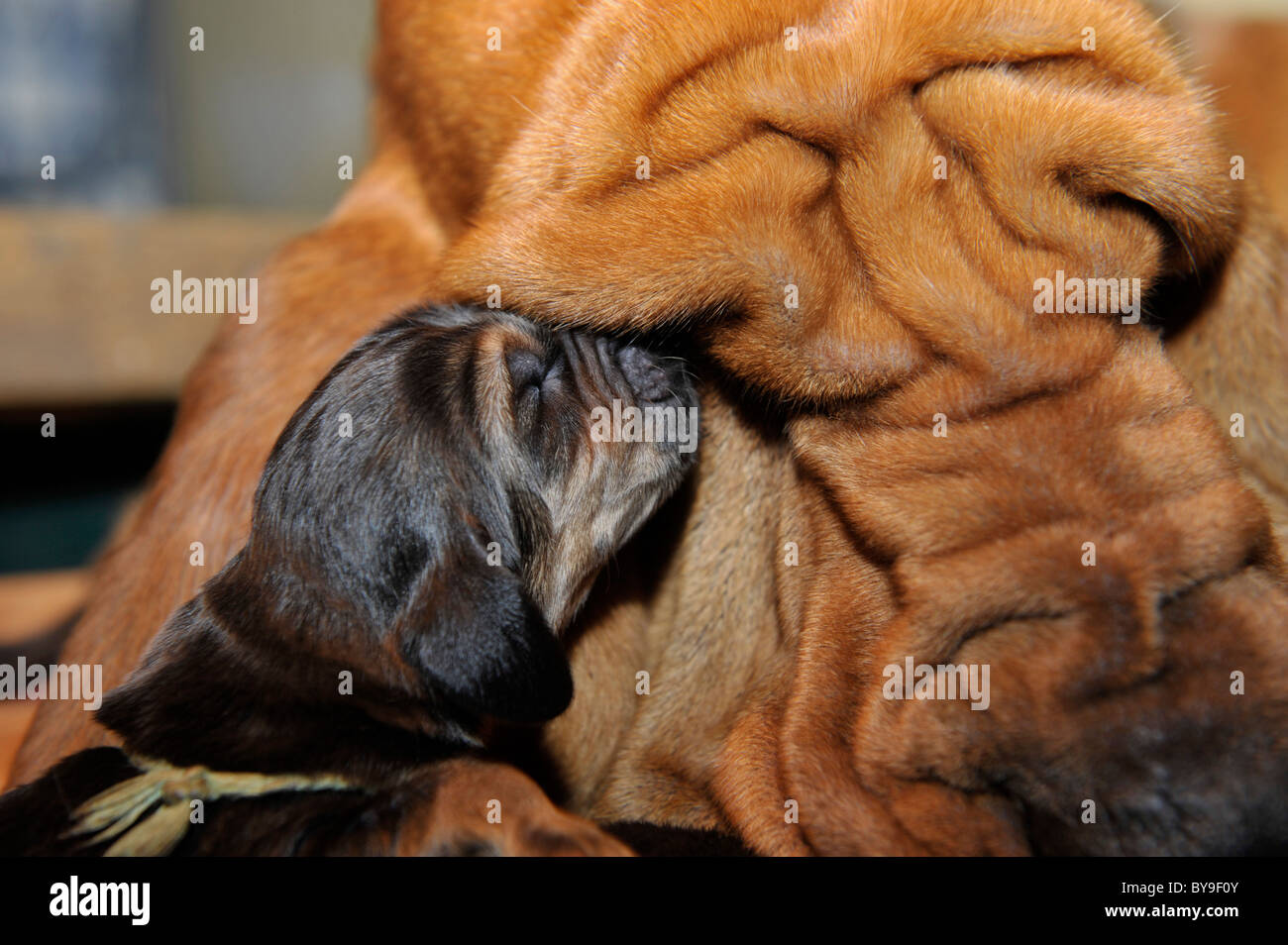 Newborn Bloodhound Puppies