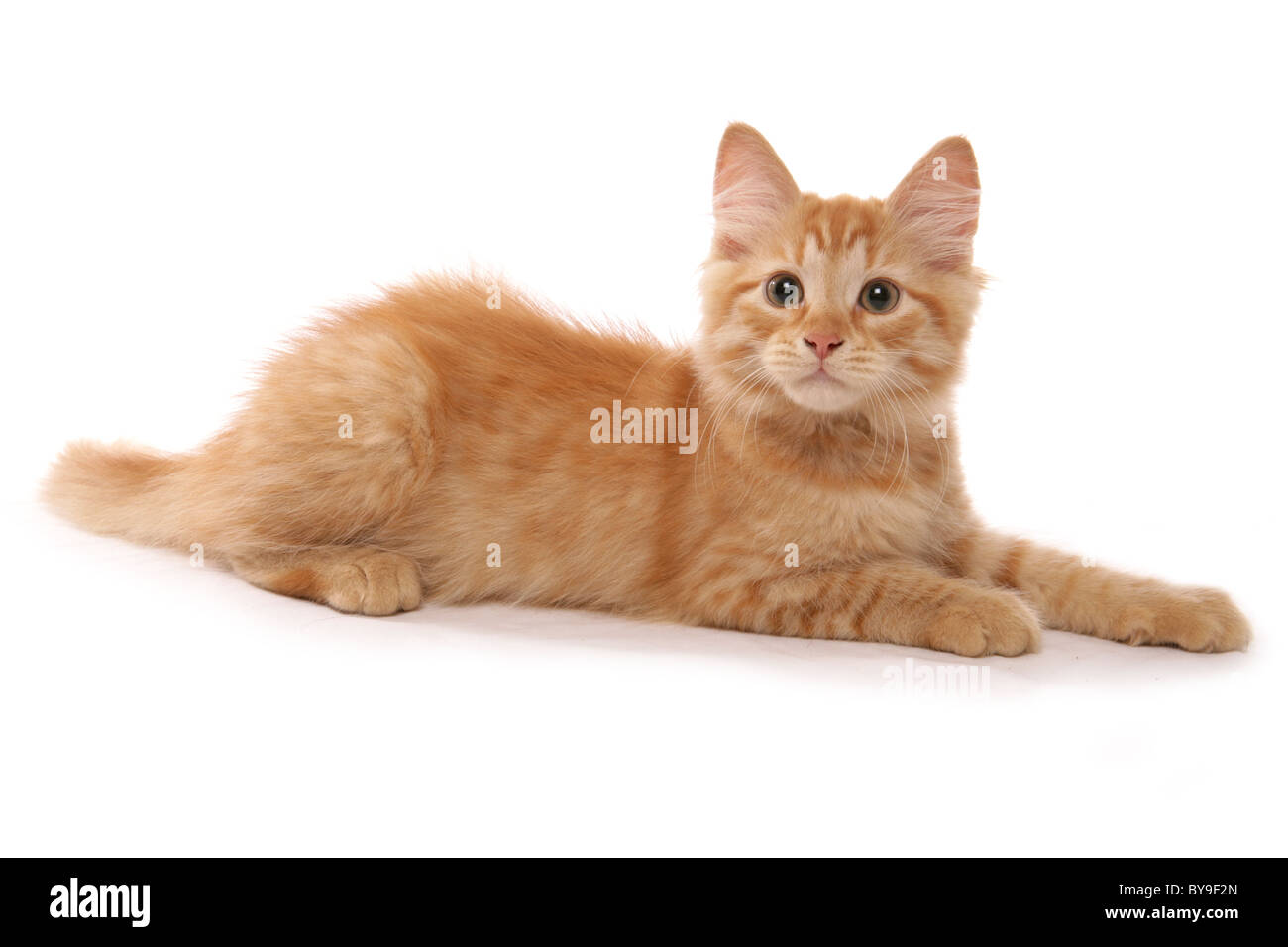 15 weeks old hi-res stock photography and images - Alamy
