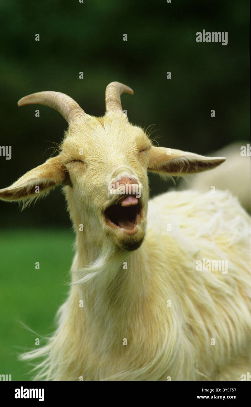 Golden Gurnsey goat shouting, summer, farm, South Shropshire, UK Stock ...