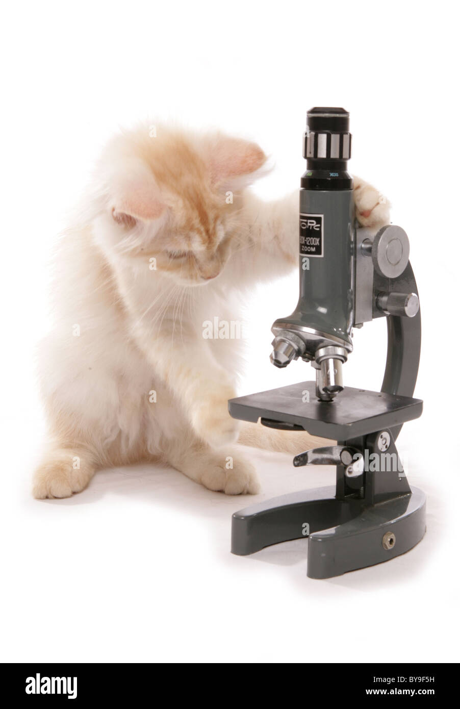Animal experiment kitten hi-res stock photography and images - Alamy