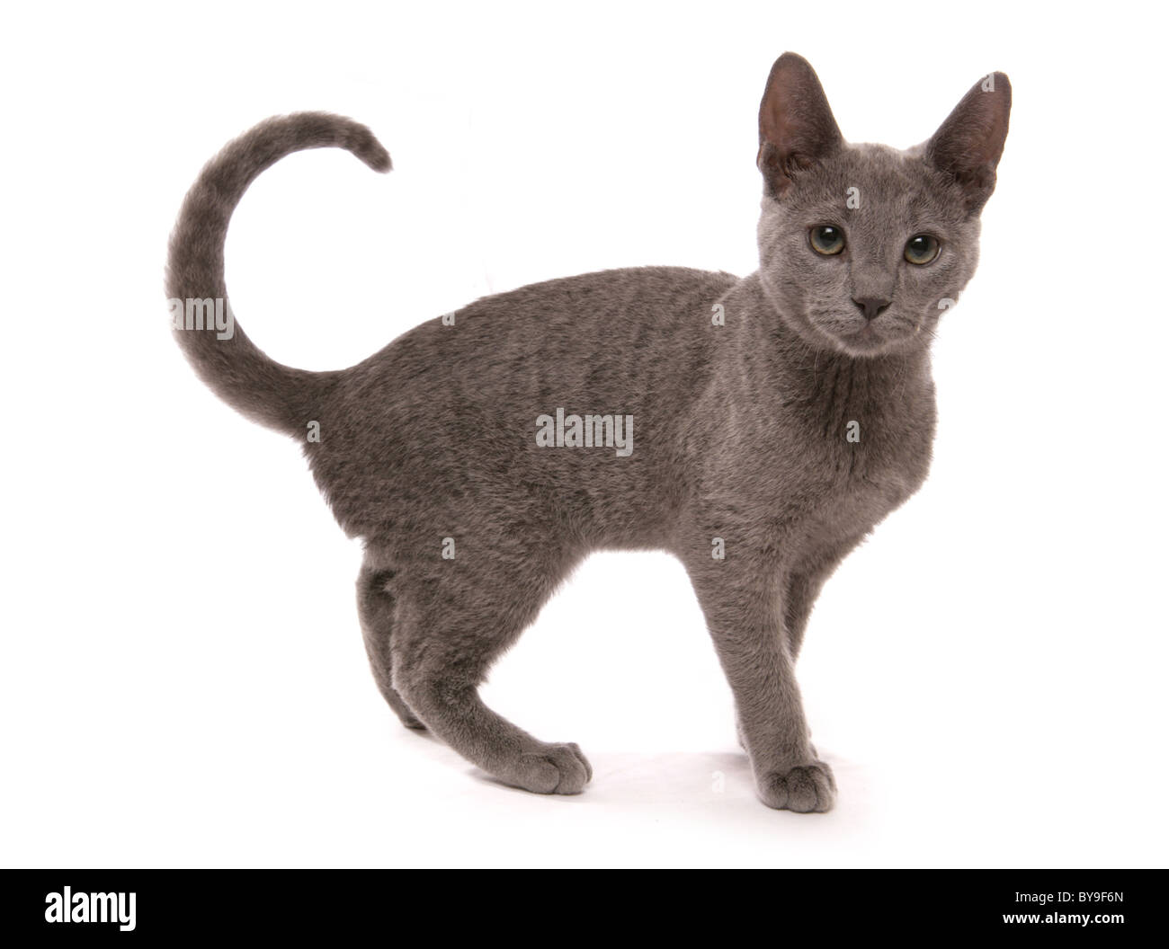 russian blue kitten 16 weeks old studio portrait Stock Photo - Alamy