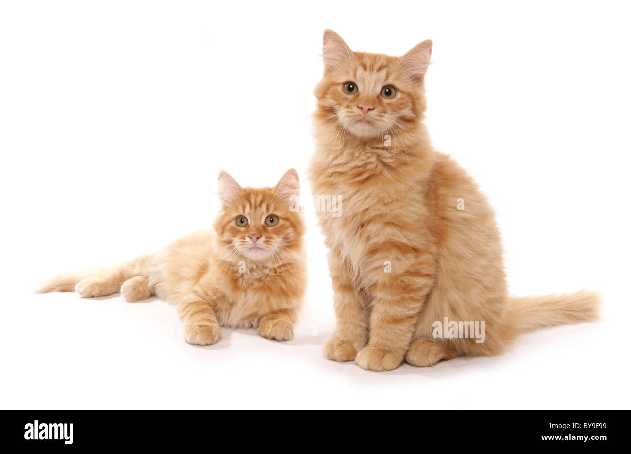 red siberian tabby kittens 15 weeks old studio portrait Stock Photo - Alamy