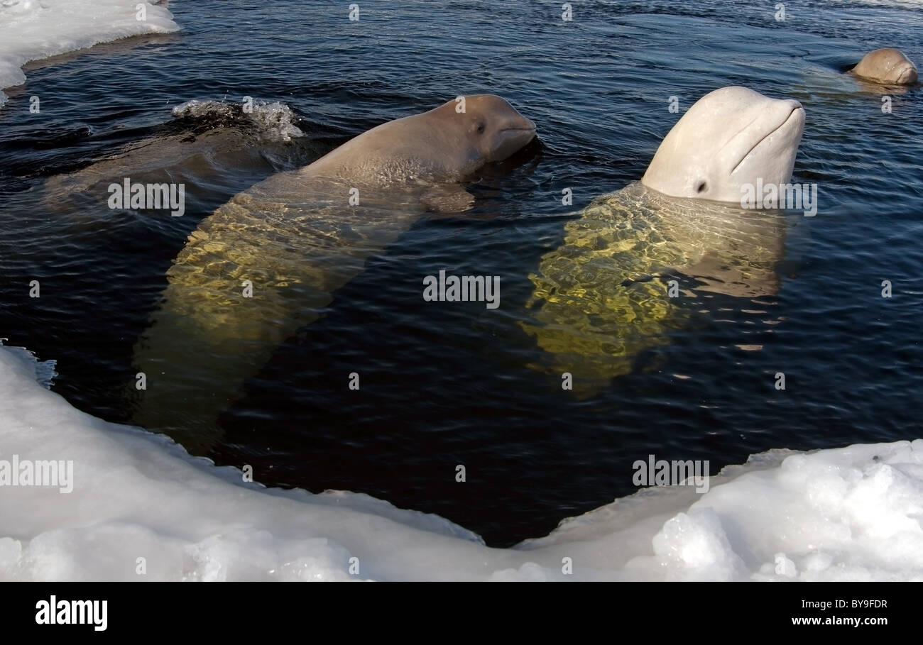 Swim in ice hi-res stock photography and images - Alamy