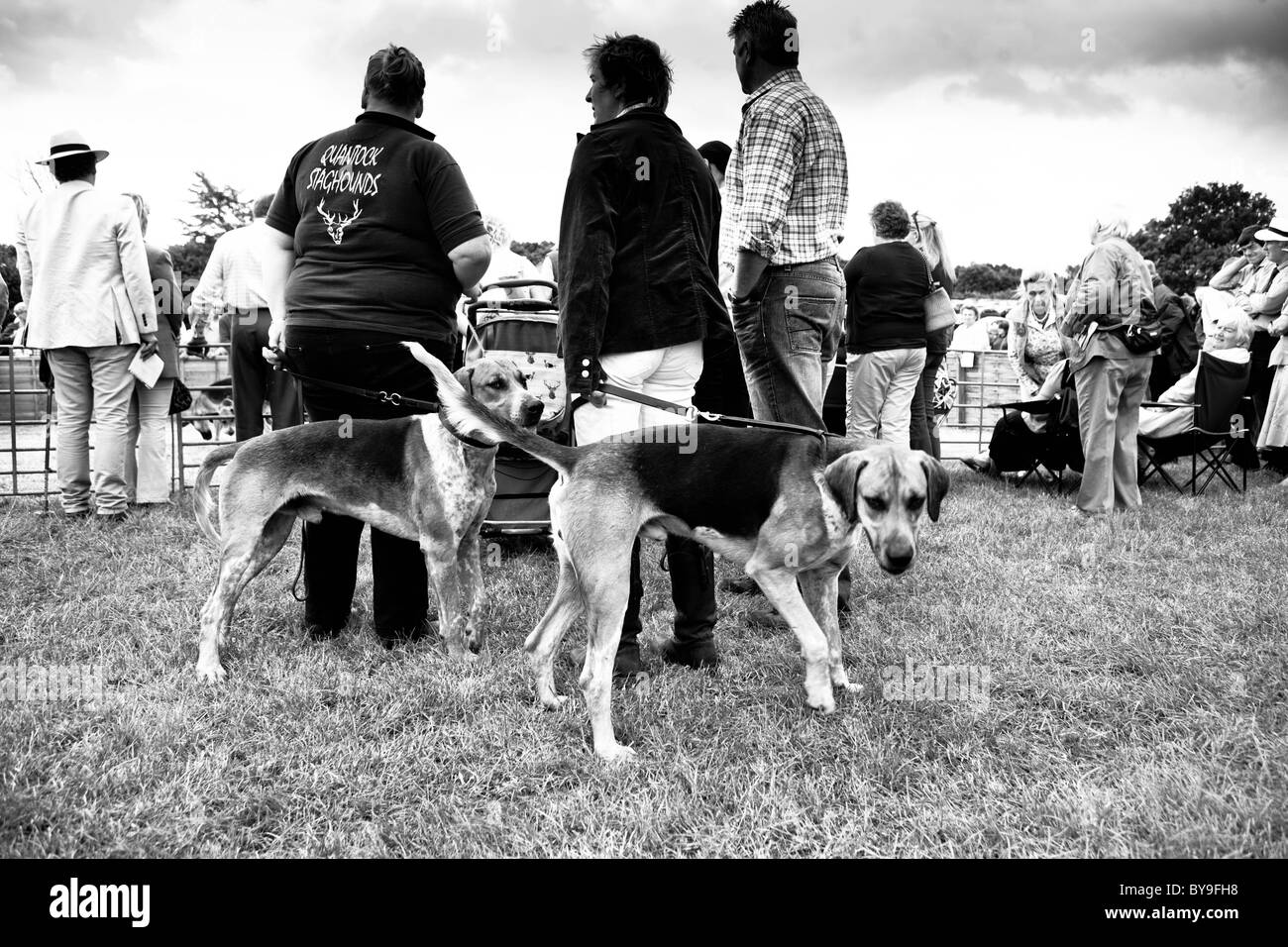 Quantock stag hounds Black and White Stock Photos & Images - Alamy
