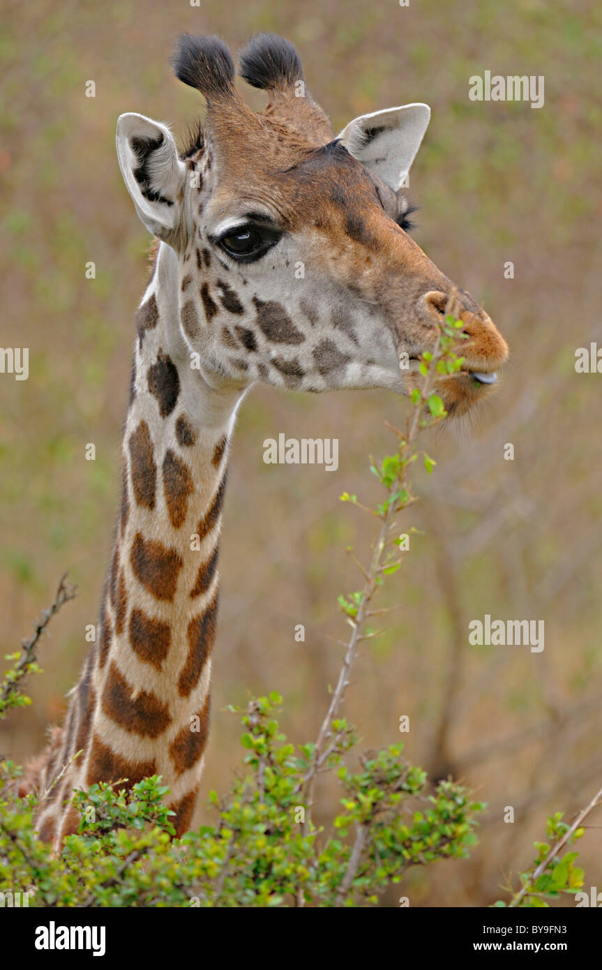 Masai giraffe eating hi-res stock photography and images - Alamy