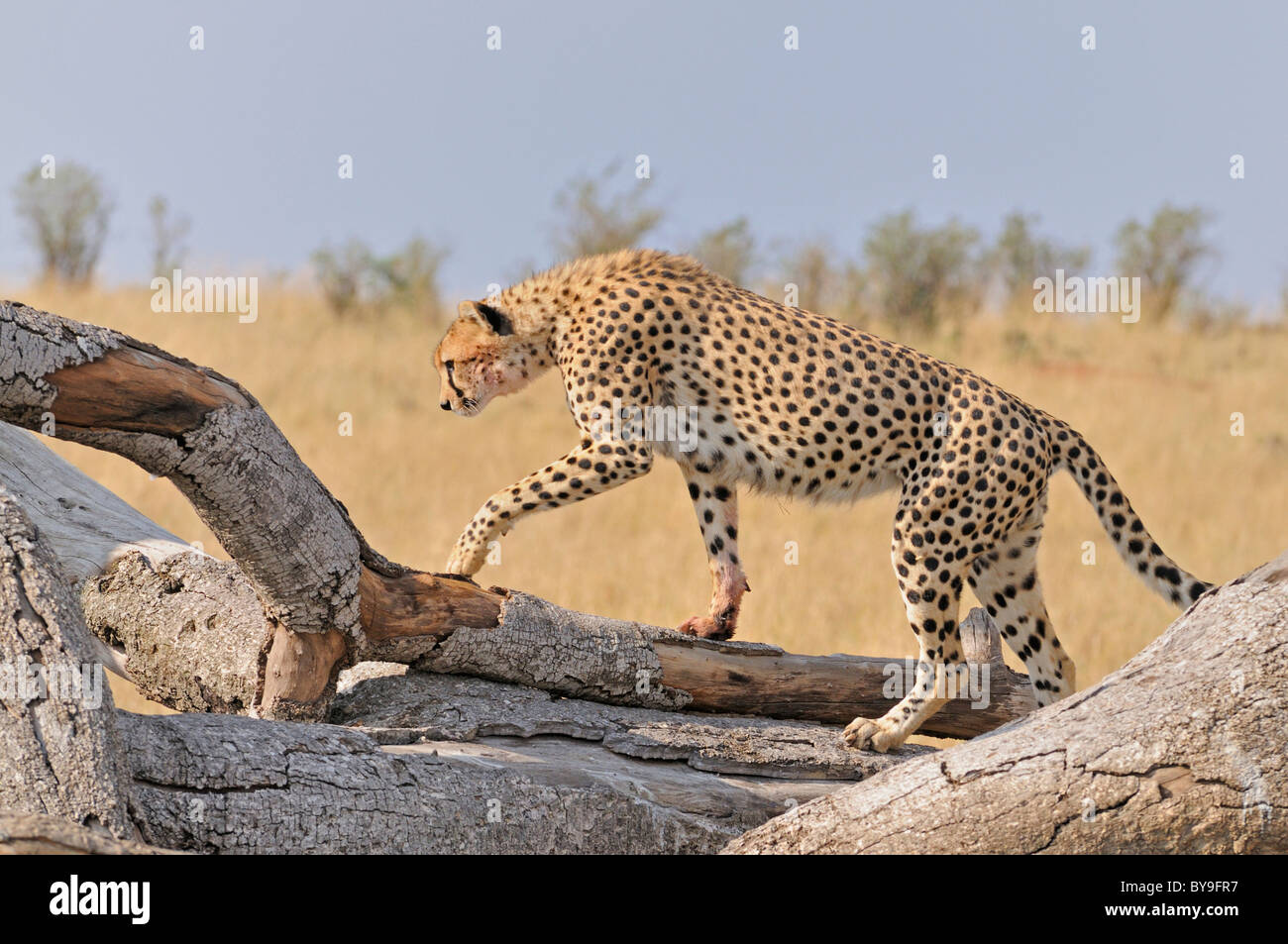 Cheetah climbing tree hi-res stock photography and images - Alamy