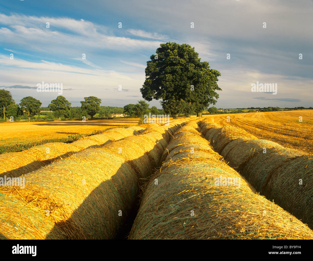 Staw bales in field, West Yorkshire farmland, UK Stock Photo - Alamy