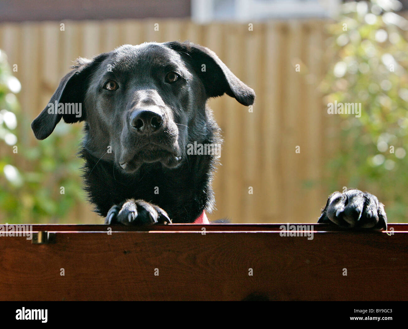 Black dog looking curious Stock Photo - Alamy