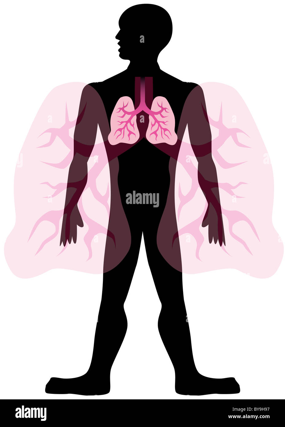 An image of a person and their lungs Stock Photo - Alamy