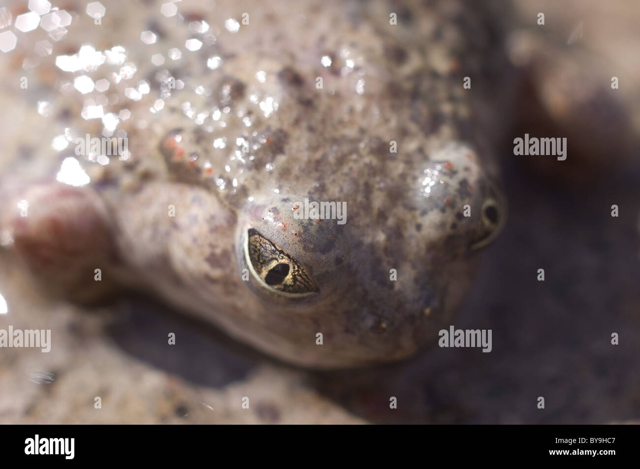 Multiplicata High Resolution Stock Photography and Images - Alamy