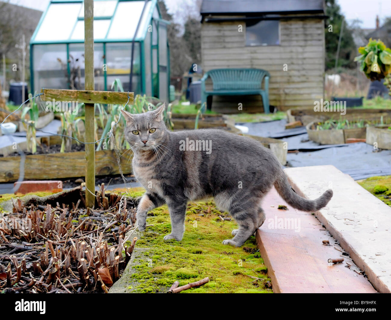 A cat alone on an allotment Stock Photo - Alamy