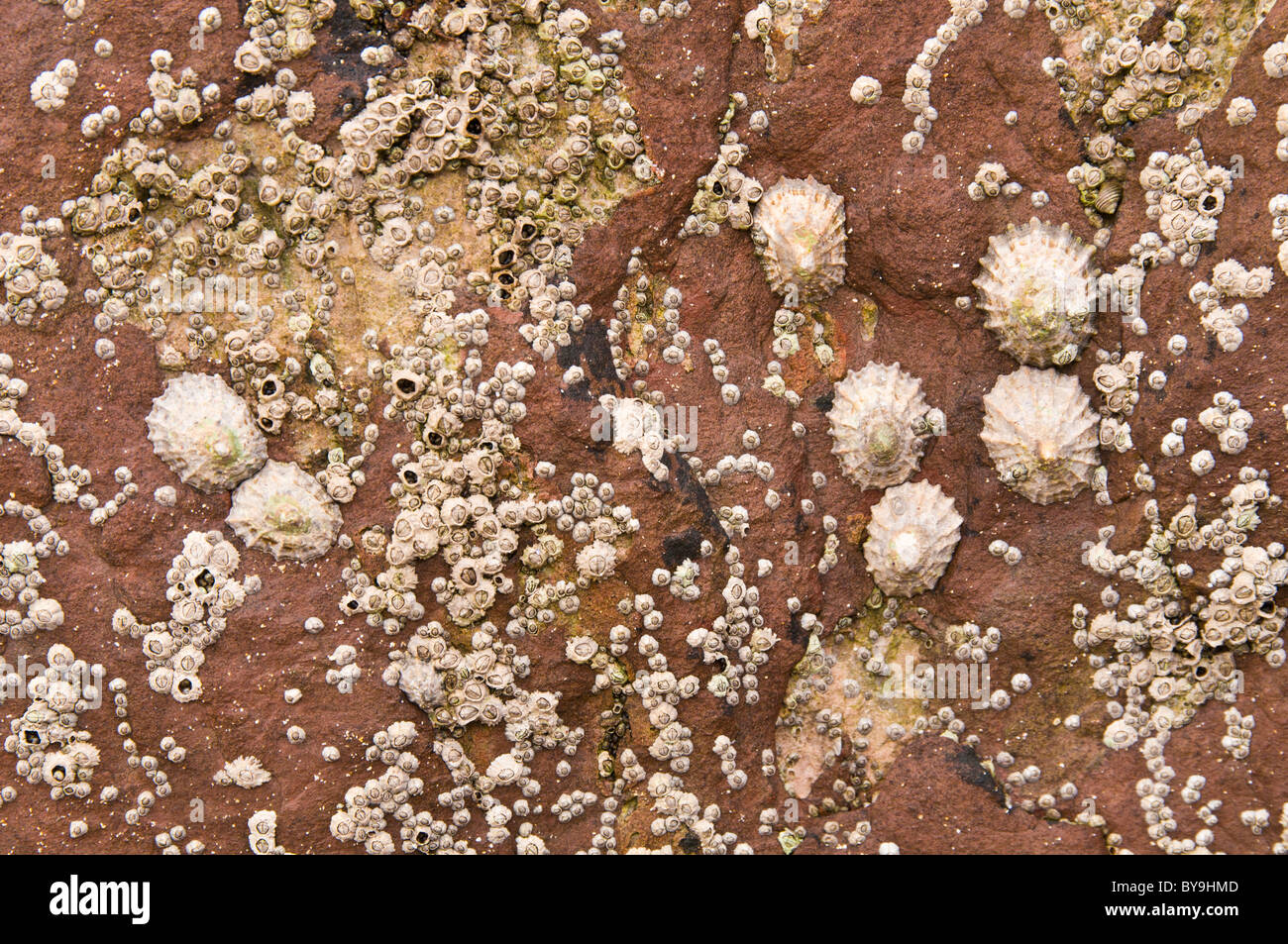 Rock with barnacles & limpits Stock Photo - Alamy