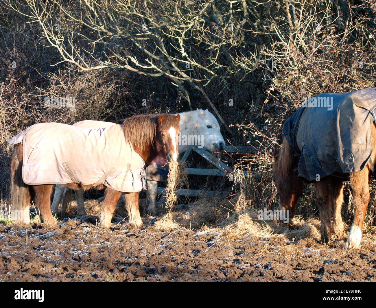 Ponies at gate hi-res stock photography and images - Alamy